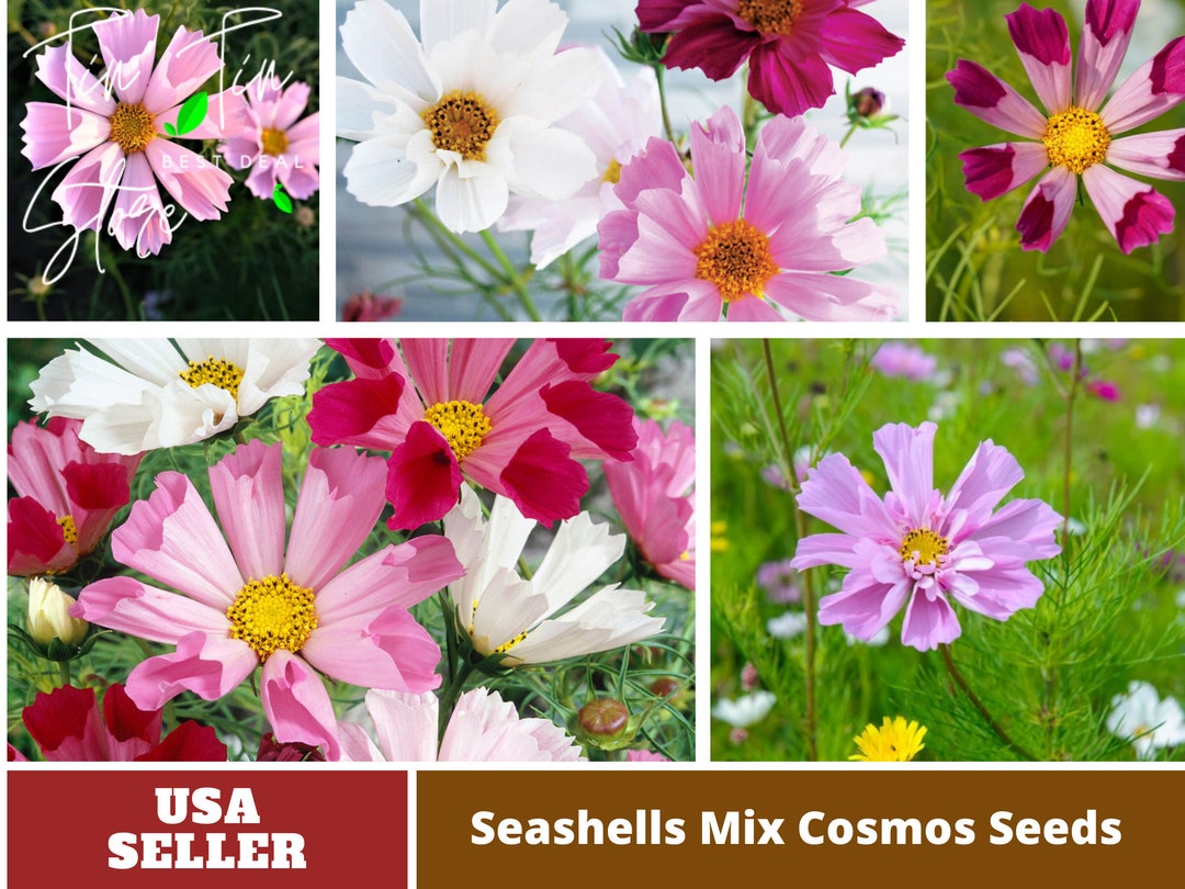 Mix Cosmos Seeds authentic-seeds-rose Seeds-herb Seeds-vegetable Seeds ...