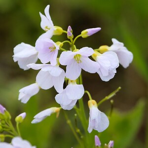 Compinkie Arabis Flower Seeds - Authentic Seeds ~ GMO Free ~ Seeds ...