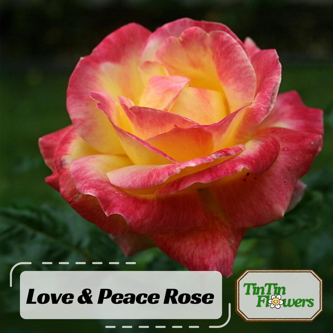 Love & Peace Bush Rose Seeds-authentic Seeds-herb Seeds-mix Seeds for ...