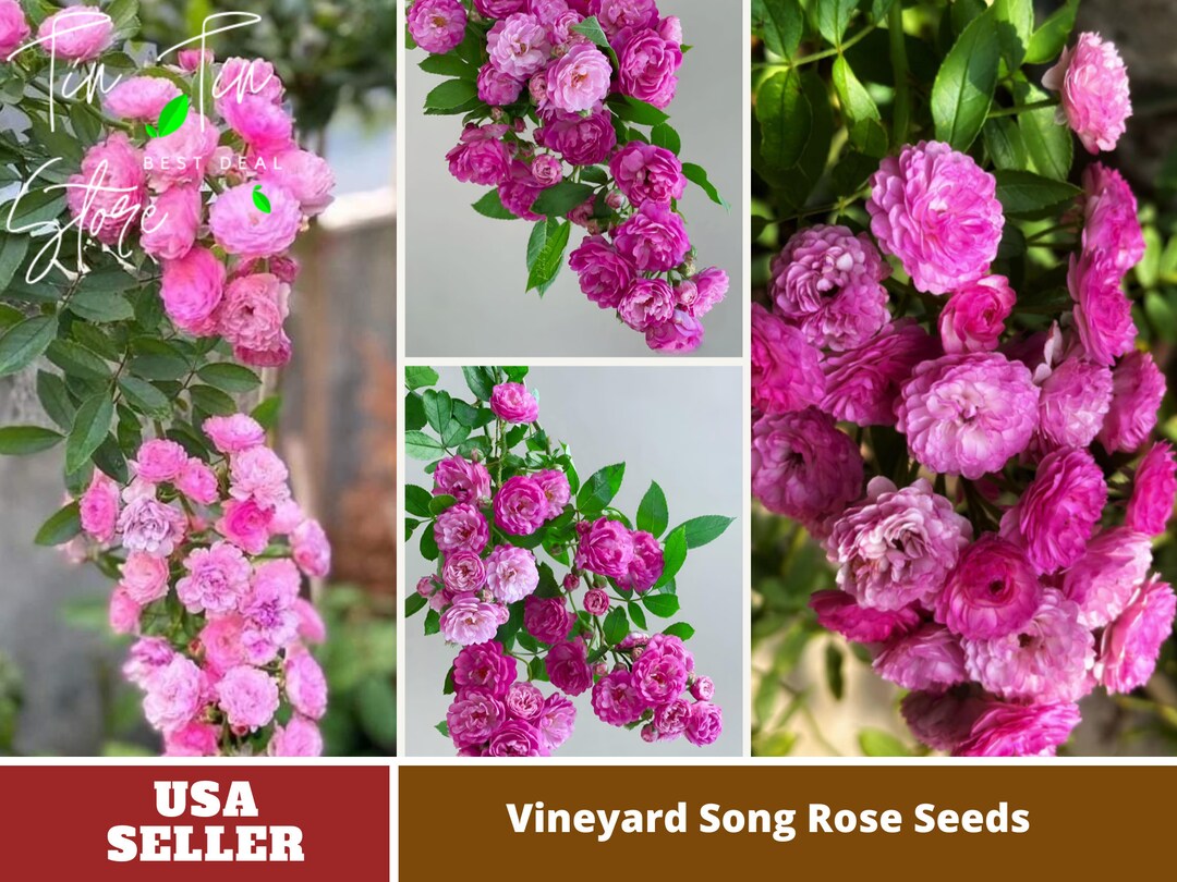Vineyard Song Rose Seeds perennial authentic Seeds-flowers organic. Non ...