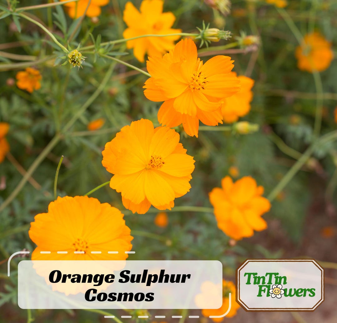 50s|orange Sulphur Cosmos Flower - Open-pollinating - Clumping - Easy ...