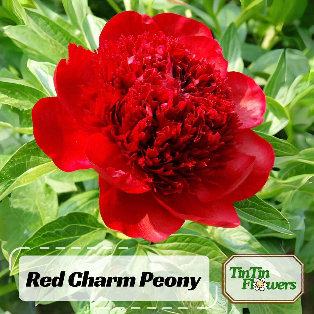 Red Charm Peony Seeds -perennial -paeonia - Attract Butterflies - Open ...