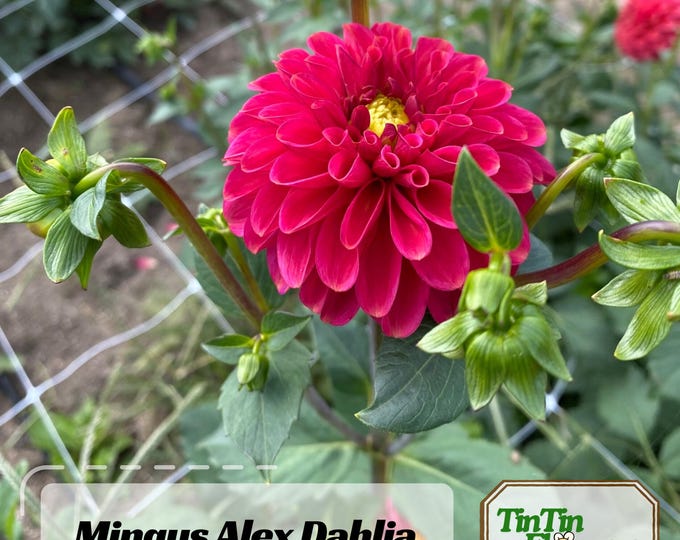 40 Seeds Mingus Alex Dahlia Seeds Pollinator Friendly Open Pollinated ...