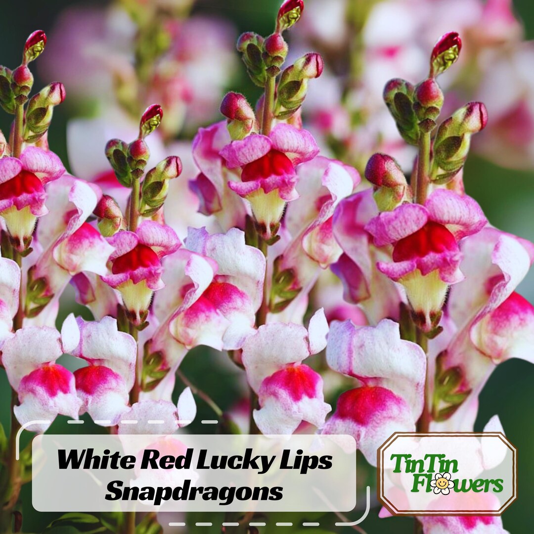 White Red Lucky Lips Snapdragons Seeds - Cold Resistant -attracts ...