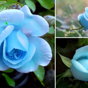 30 Seeds | Light Blue Rose Seeds - Perennial - Authentic Seeds - Mix ...