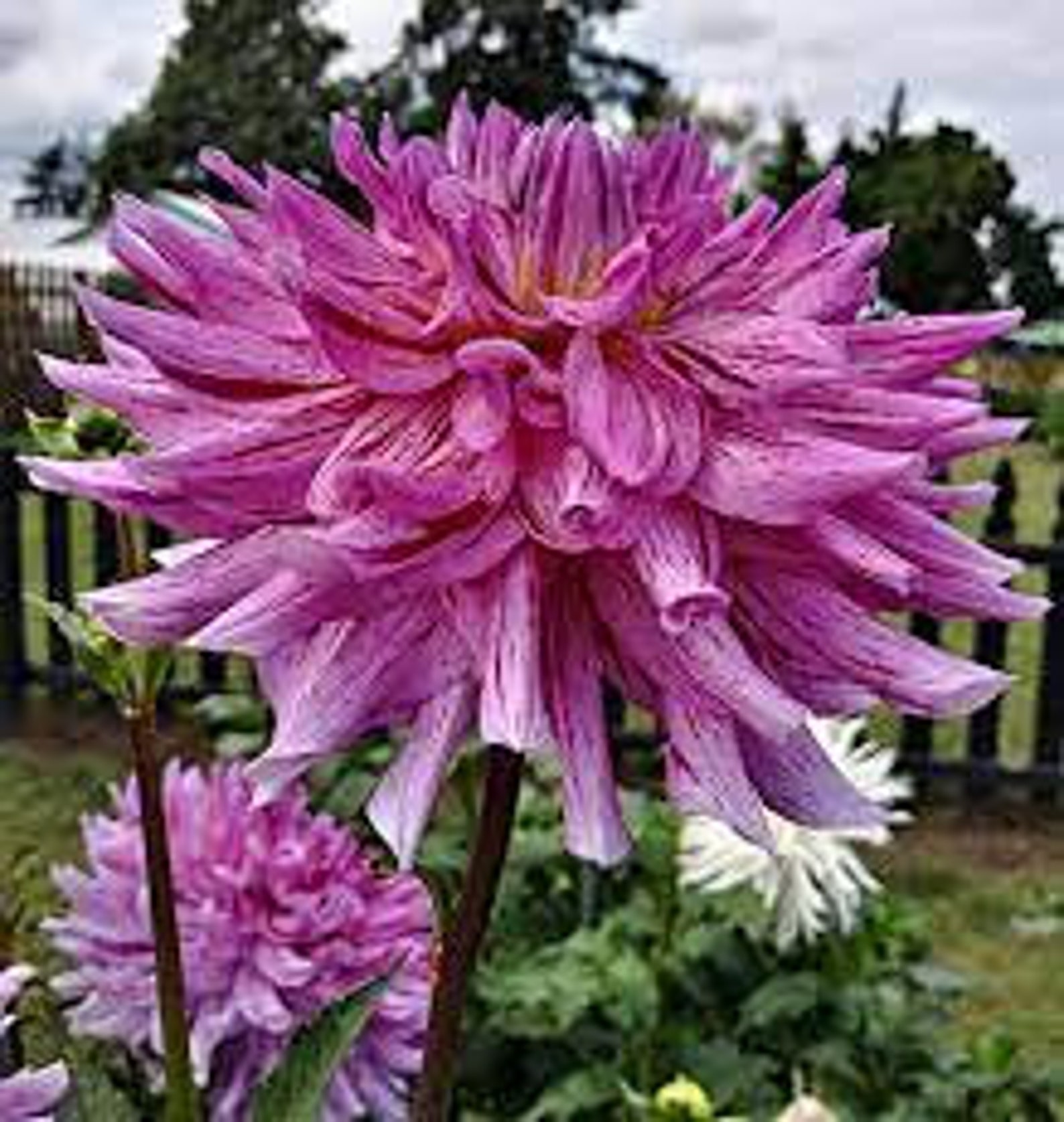 Purple Bedazzled Dahlia Perennial Flower Seeds-pollinator Friendly ...