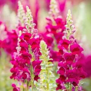Dark Red Snapdragons Seeds - Cold Resistant - Potted - Attracts ...