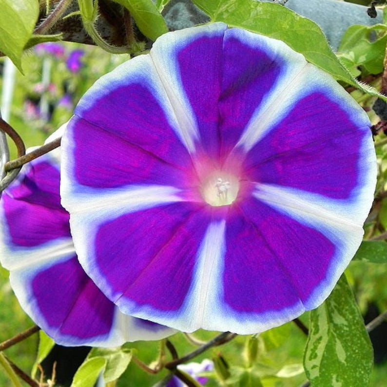 Purple Velvet Fuji Morning Glory Seeds - Deep Purple Climbing Vine ...
