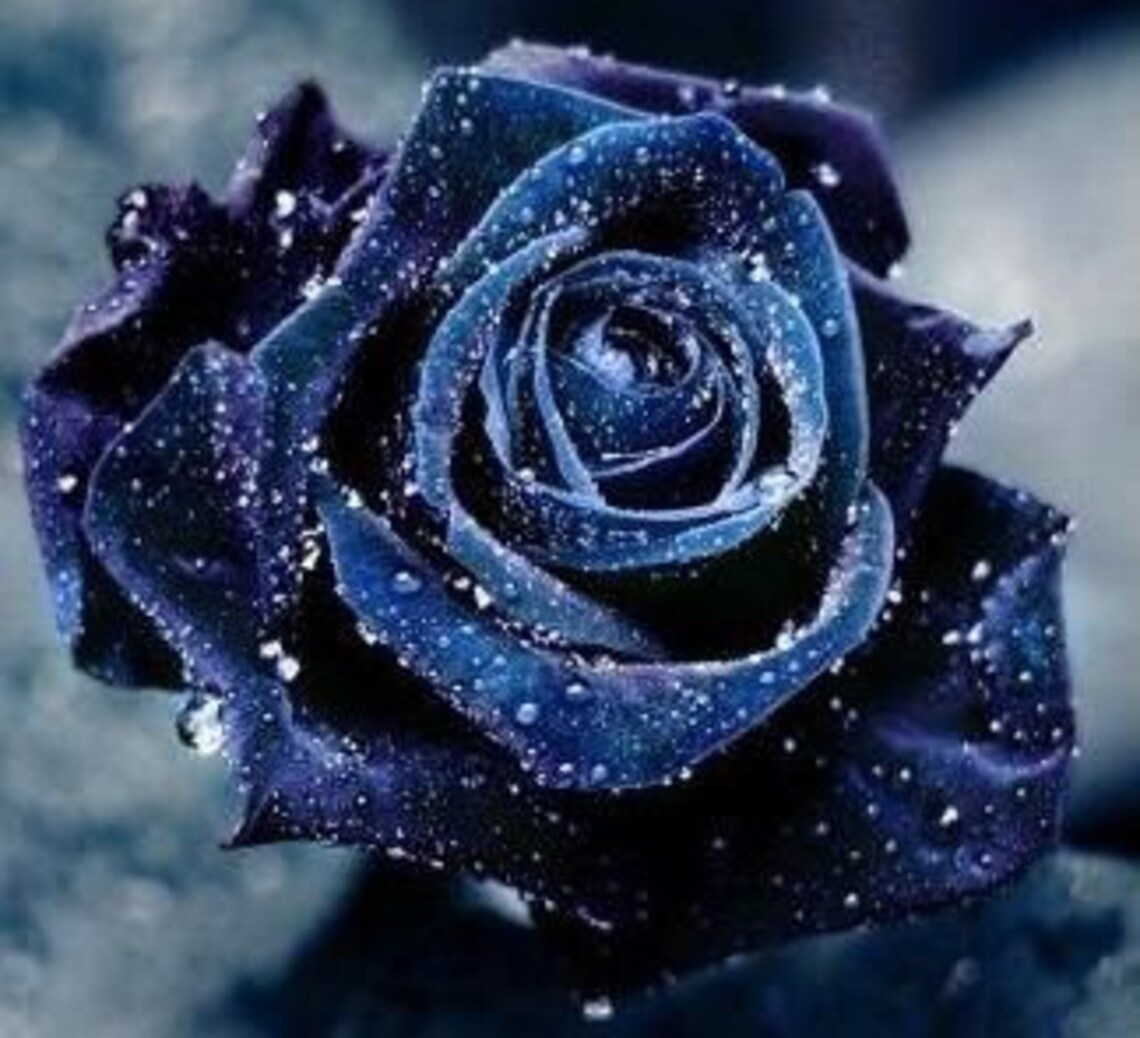 20 Rare Seeds Midnight Supreme Rose Seed For Planting Bush | Etsy