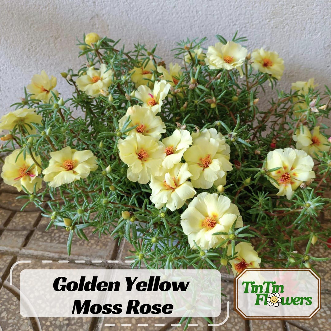 30+ Golden Yellow Portulaca Umbraticola - Moss Rose Seeds - Succulent ...
