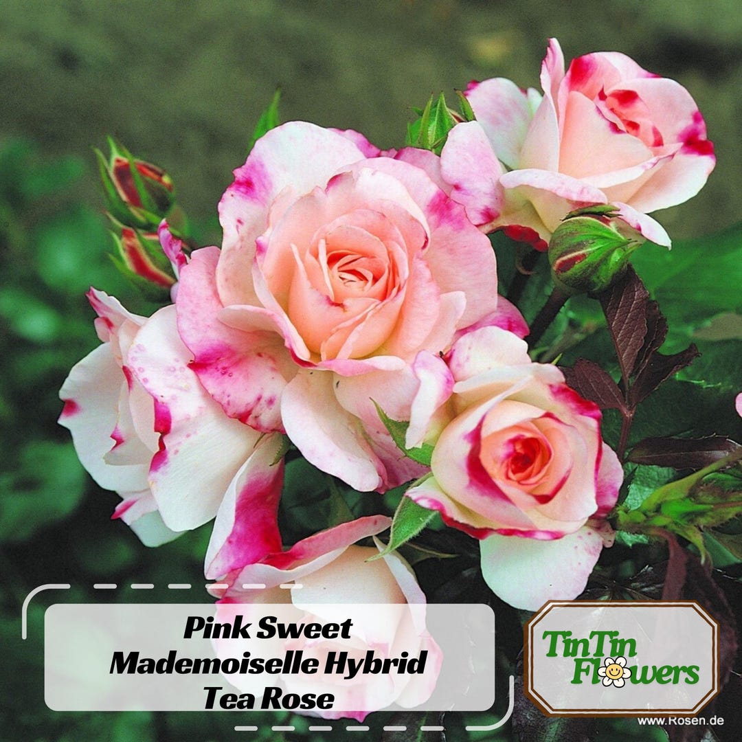 30+ Pink Sweet Mademoiselle Hybrid Tea Rose Seeds -perennial- Authentic ...