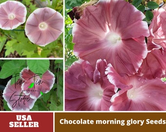 Red Morning Glory Seeds