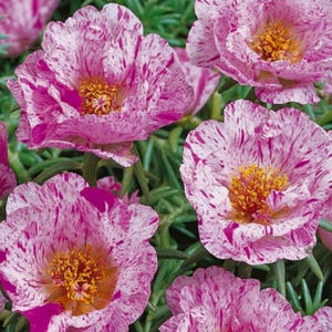 Moss Rose Seeds - Peppermint - Portulaca Seeds - Drought Resistant ...
