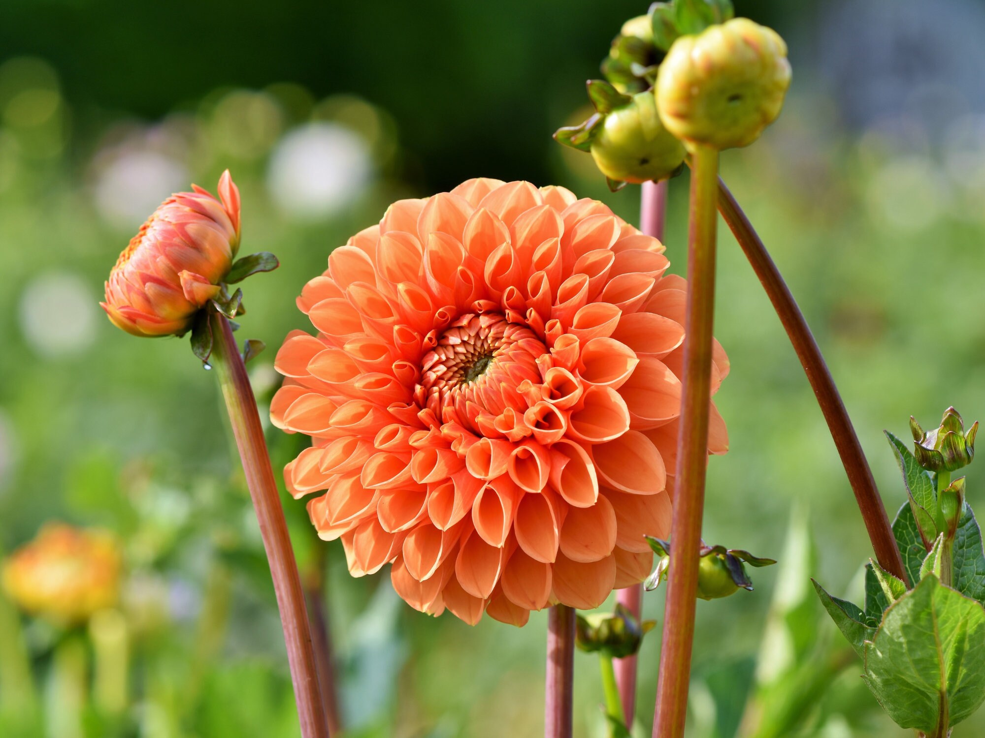 Orange Amber Queen Dahlia Perennial Flower Seeds-pollinator Friendly ...