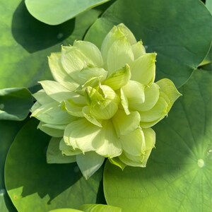 5+ Rare Seeds| Prairie Star Mini Lotus Seeds - Indian Lotus (nelumbo ...