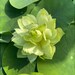 5+ Rare Seeds| Prairie Star Mini Lotus Seeds - Indian Lotus (nelumbo ...