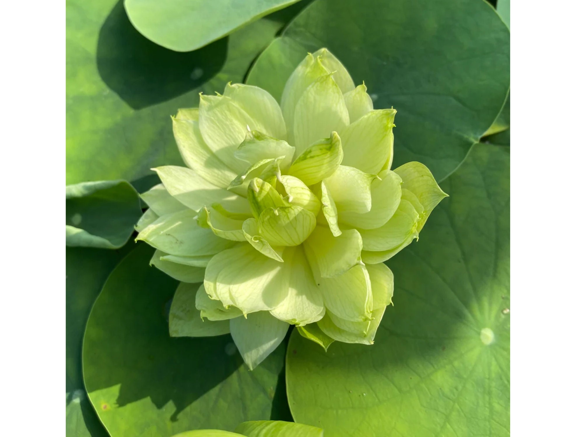 5+ Rare Seeds| Prairie Star Mini Lotus Seeds - Indian Lotus (nelumbo ...