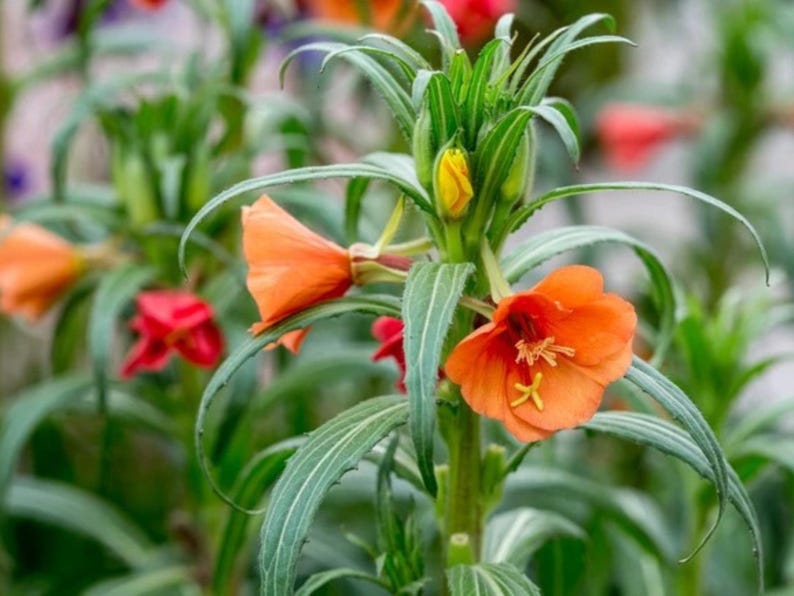 30s|oenothera Sunset Boulevard - Evening Primrose Seeds - Orange ...