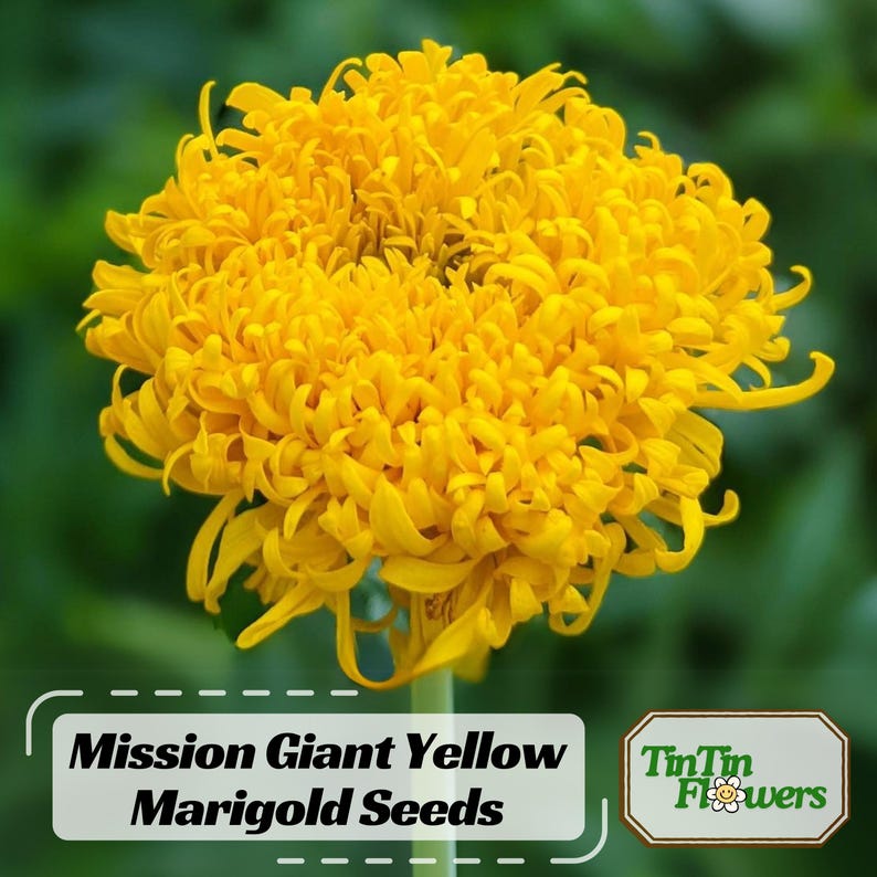 Mission Giant Yellow Marigold Seeds - Edible -open-pollinating -draft ...