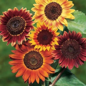 Evening Colors Sunflower Seeds-annuals-authentic Seeds-flowers -organic ...