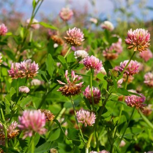 Alsike Clover Seeds-authentic Seeds - Air Purifying - Clumping - Easy ...