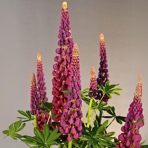 30 Seeds| Masterpiece Lupine Seeds - Lupinus - Bluebonnet - Authentic ...