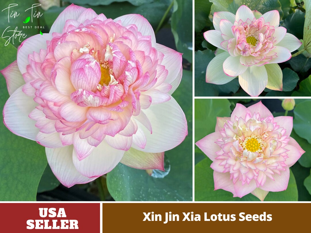 5 Rare Seeds Xin Jin Xia Lotus Seeds Indian Lotus nelumbo Nucifera ...
