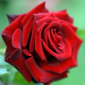 Black Magic Hybrid Tea Rose Seeds -perennial -authentic Seeds-flowers ...