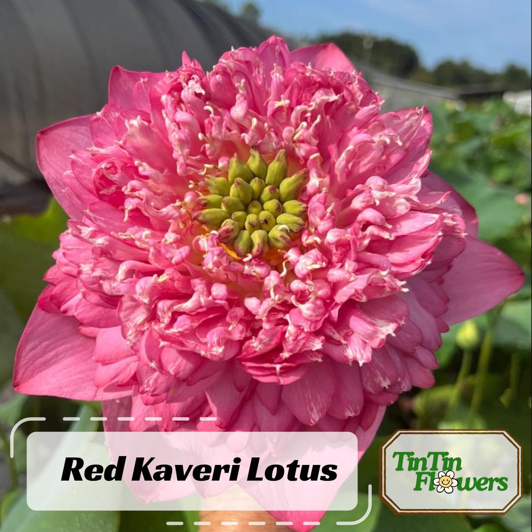 5 Rare Seeds| Red Kaveri Lotus Seeds - Indian Lotus (nelumbo Nucifera ...