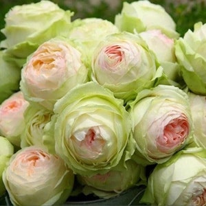 Dancing Rose Seeds Perennial authentic Seeds-flowers organic. Non GMO ...