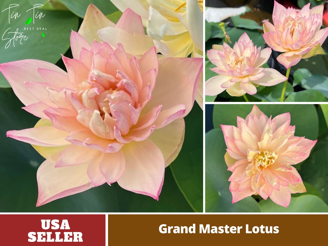 5 Rare Seeds Grand Master Lotus Seeds Indian Lotus nelumbo Nucifera ...