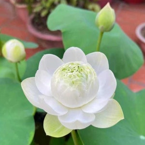 5+ Rare Seeds| Snow White Lotus Seeds - Micro/tea Cup Lotus - Indian ...