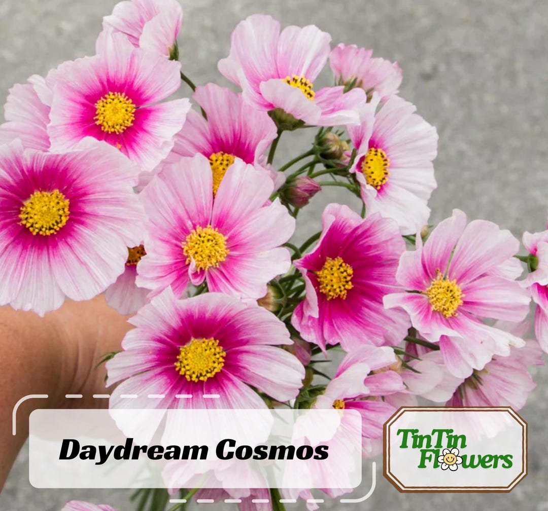 Graines Daydream Cosmos roses | à pollinisation libre | Fleurs rose ...