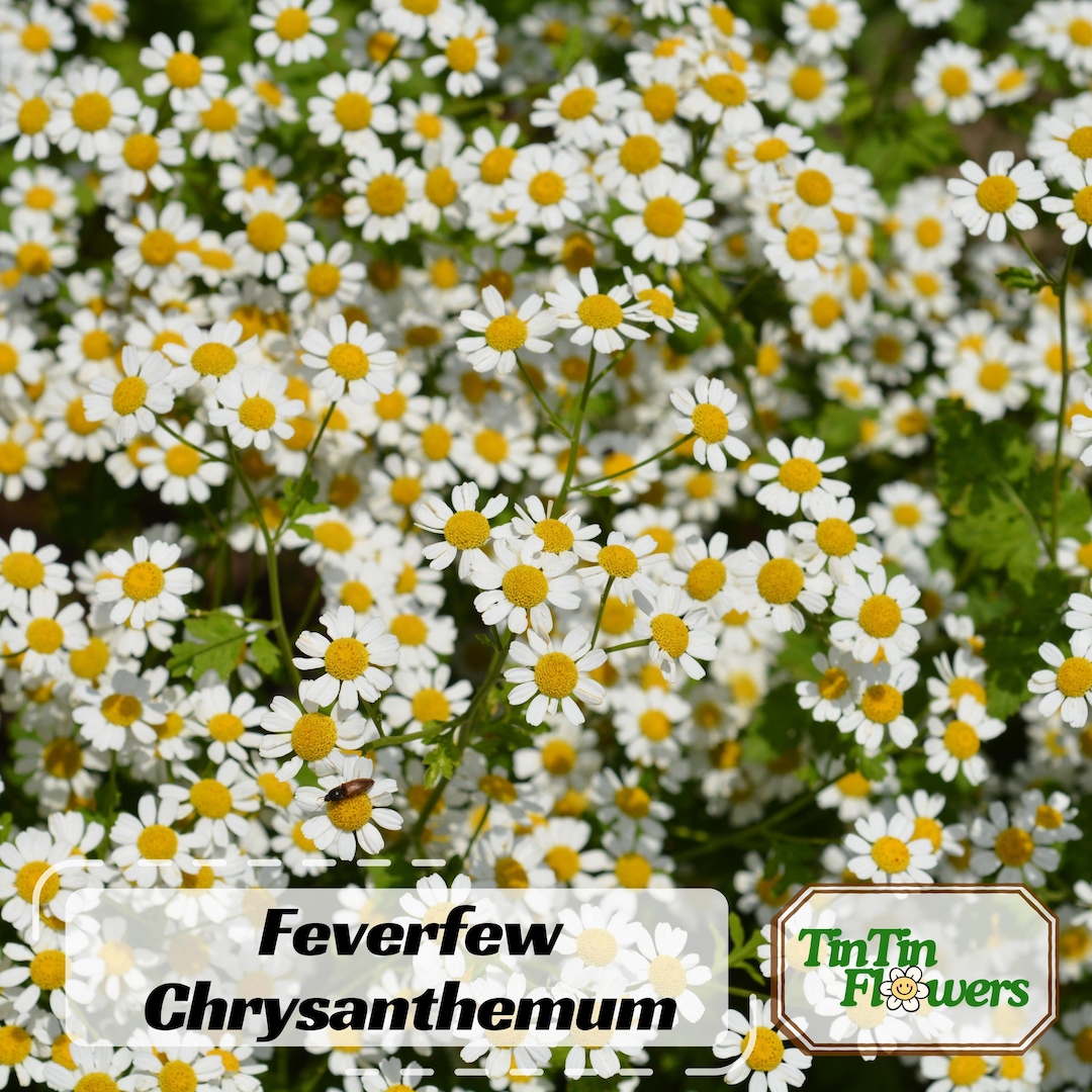 Feverfew Seeds | Chrysanthemum Seeds| Herb & Ornamental Flower | Easy to Grow | Hardy Perennial ...