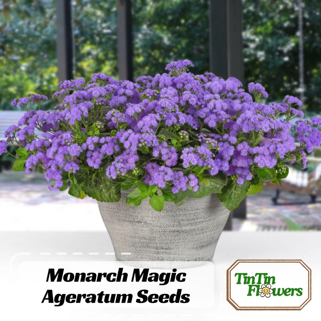 30+ Monarch Magic Ageratum Seeds - Potted -fast Growing- Attracts ...