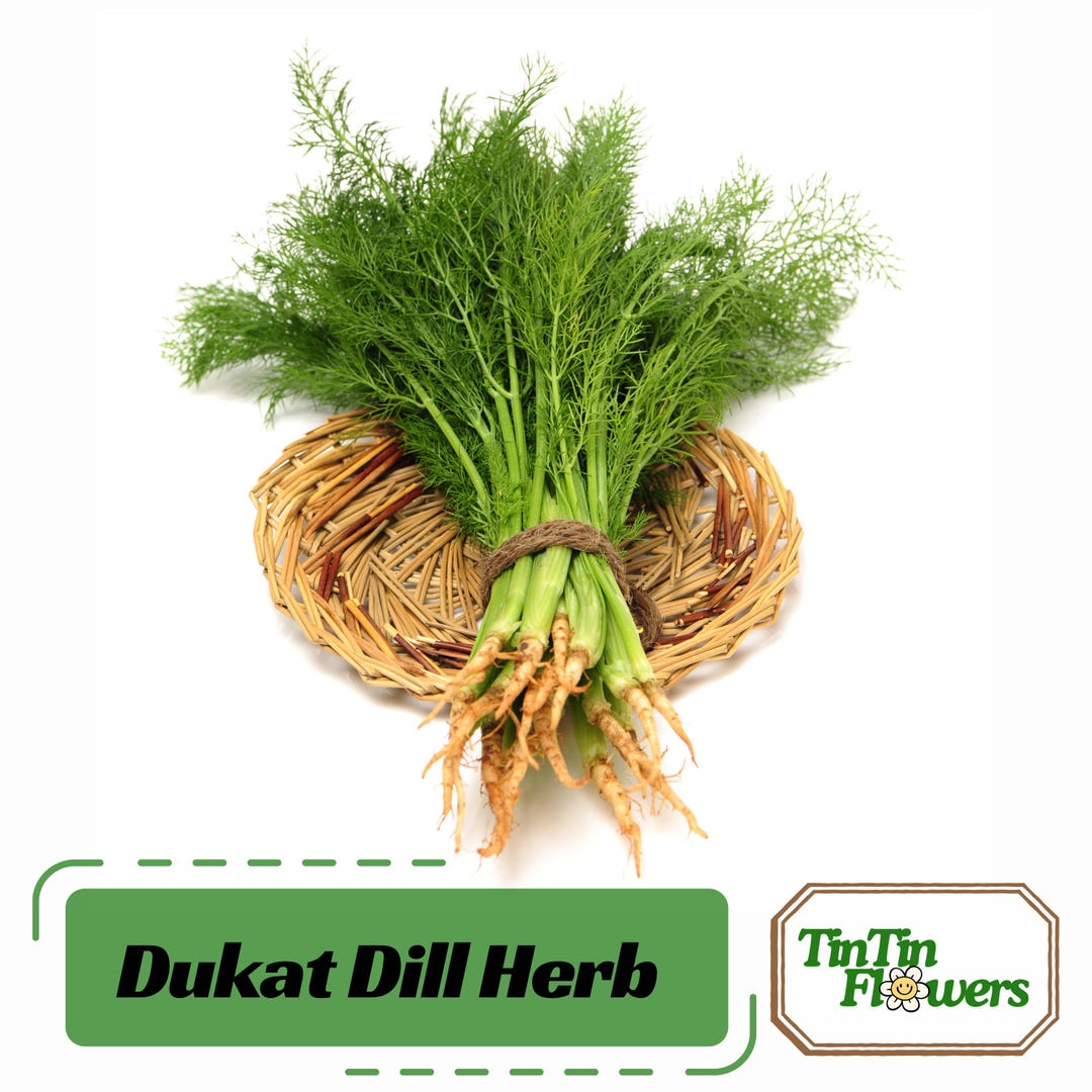 Dukat Dill Herb Seeds- Authentic Seeds -flower Seeds-organic-garden Seeds-non GMO -vegetable ...