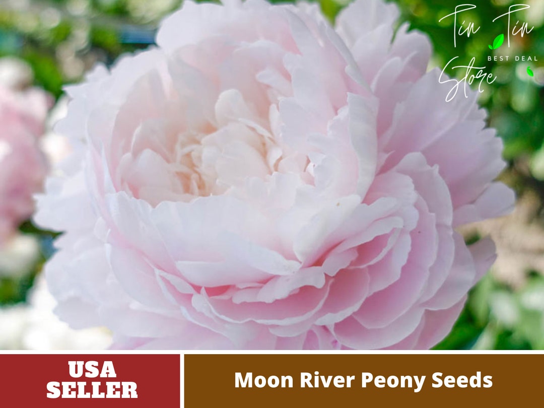 Moon River Peony Seeds authentic Seeds-flowers organic. Non GMO ...
