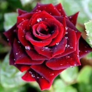 Black Magic Hybrid Tea Rose Seeds perennial authentic Seeds-flowers ...