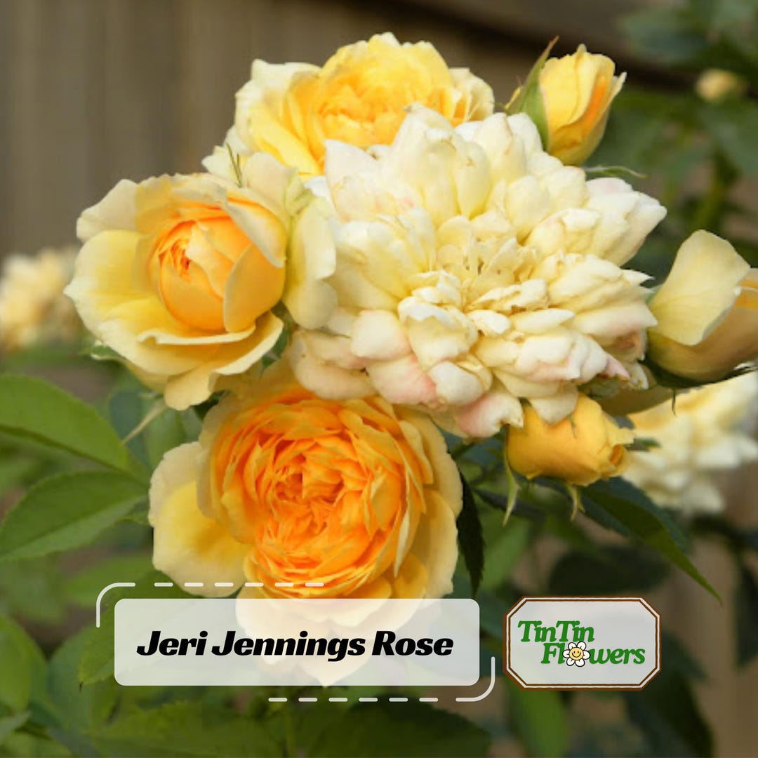 30 Seeds | Jeri Jennings Rose Seeds - Perennial - Authentic Seeds - Mix ...