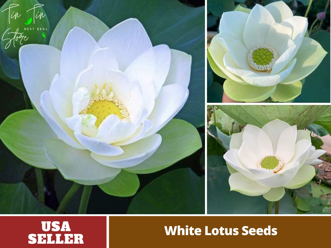 5 Rare Seeds White Lotus Seeds Indian Lotus nelumbo Nucifera Seeds ...