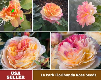 10 Rare Seeds Chojuraku Tree Peony Seeds-perennial authentic Seeds ...