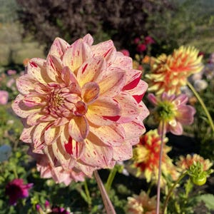 Orange White Awe Shucks Dahlia Perennial Flower Seeds-pollinator ...