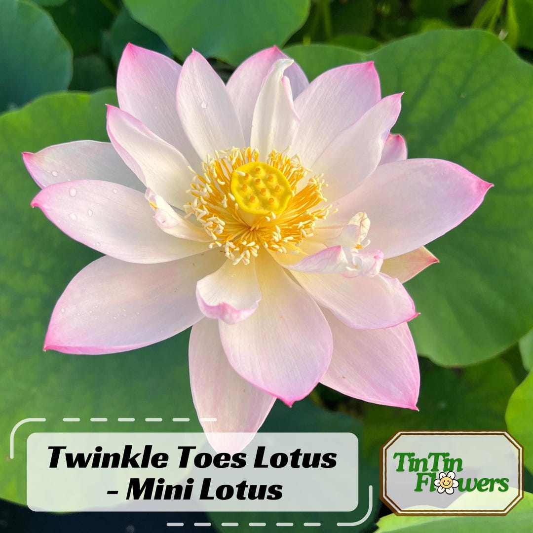 5+ Rare Seeds| Twinkle Toes Lotus -MINI LOTUS Seeds - Indian Lotus ...