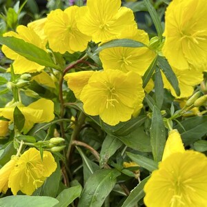 Oenothera Fruticosa Seeds | Sundrops & Evening Primrose | Bright Yellow ...