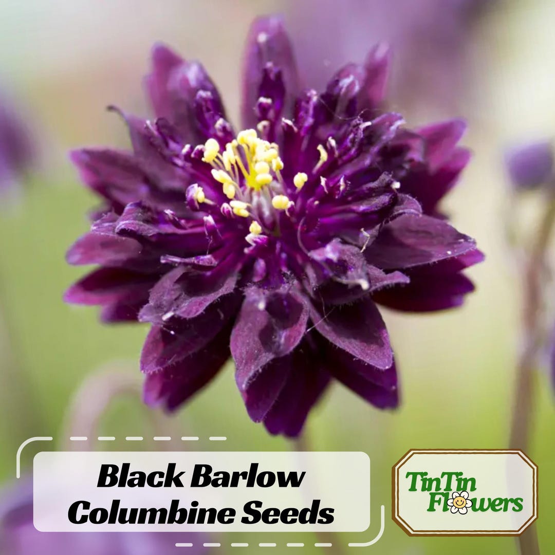 Black Barlow Columbine Seeds - Cold Resistant - Deciduous - Potted ...