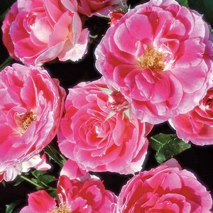 30 Seeds | Pink Carefree Wonder Rose Seeds - Perennial - Disease ...