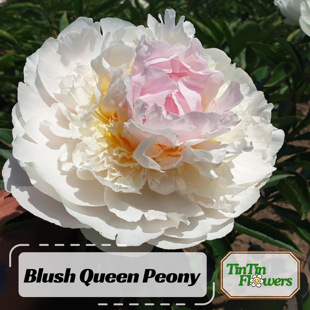 Blush Queen Peony Seeds -perennial - Perennial - Paeonia - Attract ...