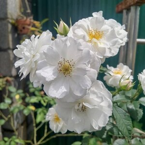 Friendship of Stranger Rose Seeds -perennial - Authentic Seeds - Mix ...