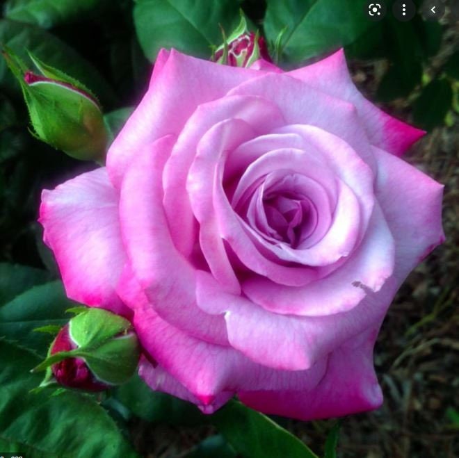 30 Rare Seeds Pink Rose Seeds Perennial Authentic - Etsy