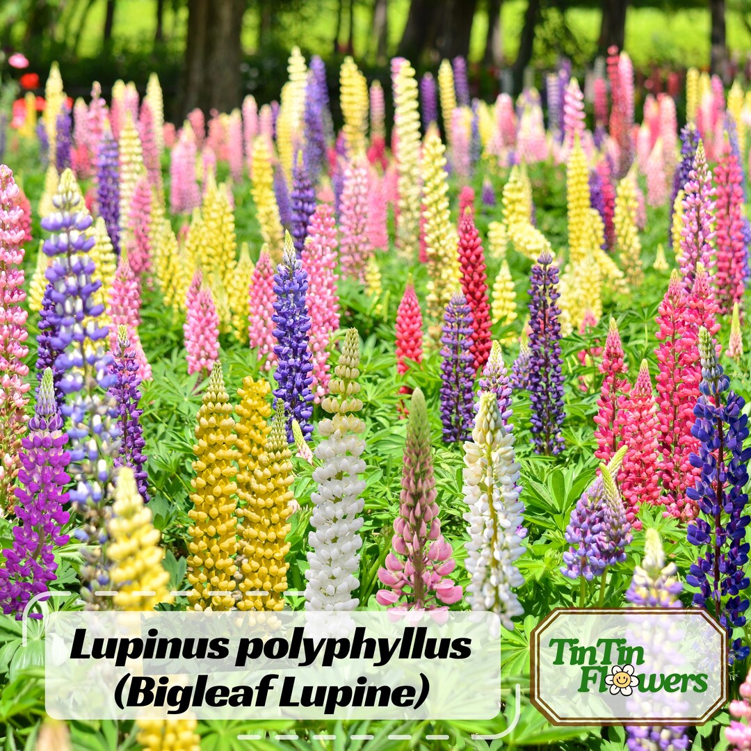 Mix Lupinus Polyphyllus (bigleaf Lupine)- Lupine Seeds- Lupinus ...
